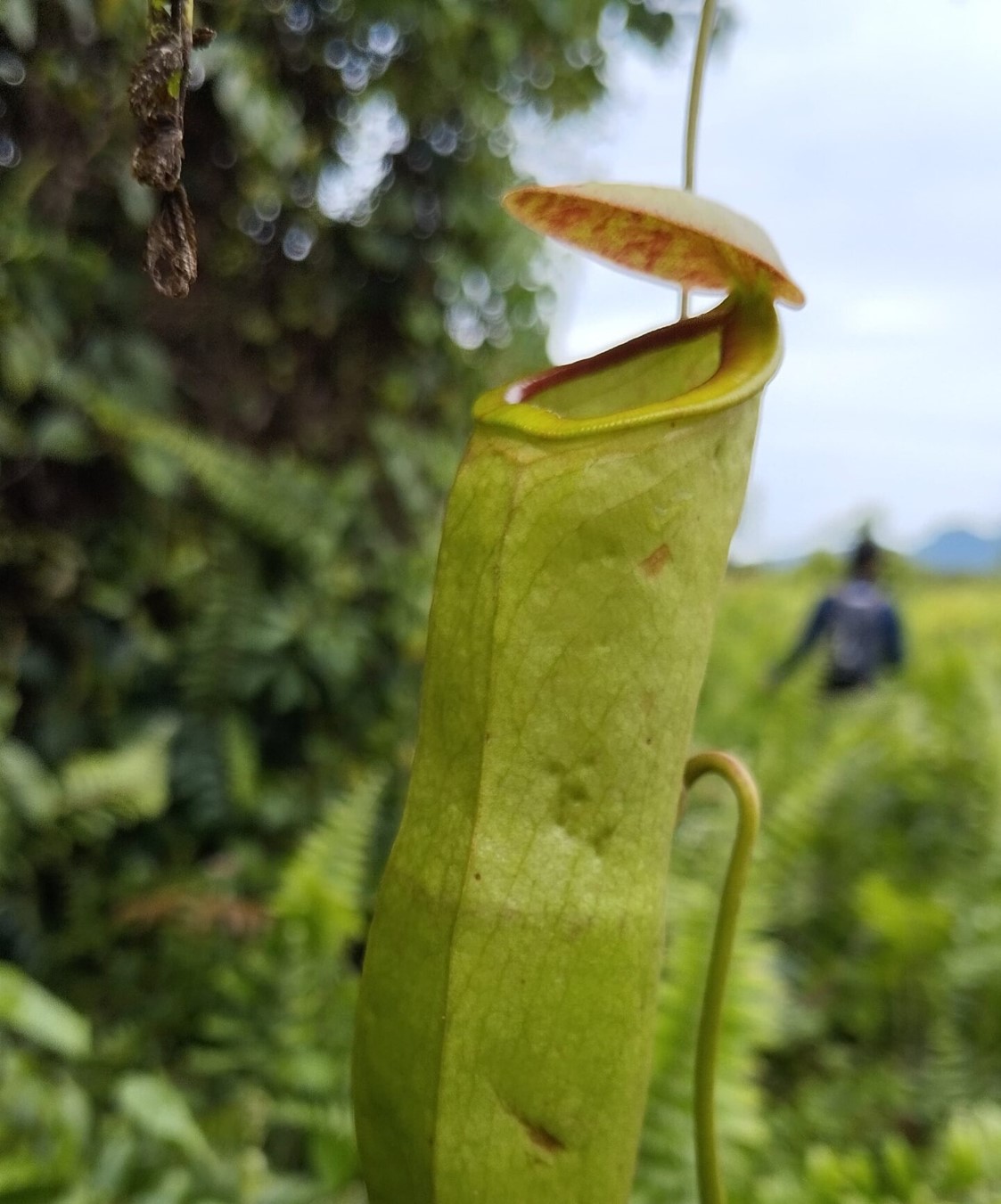 Data Hub Indonesia Tropical Species Database Ssrs Indonesia