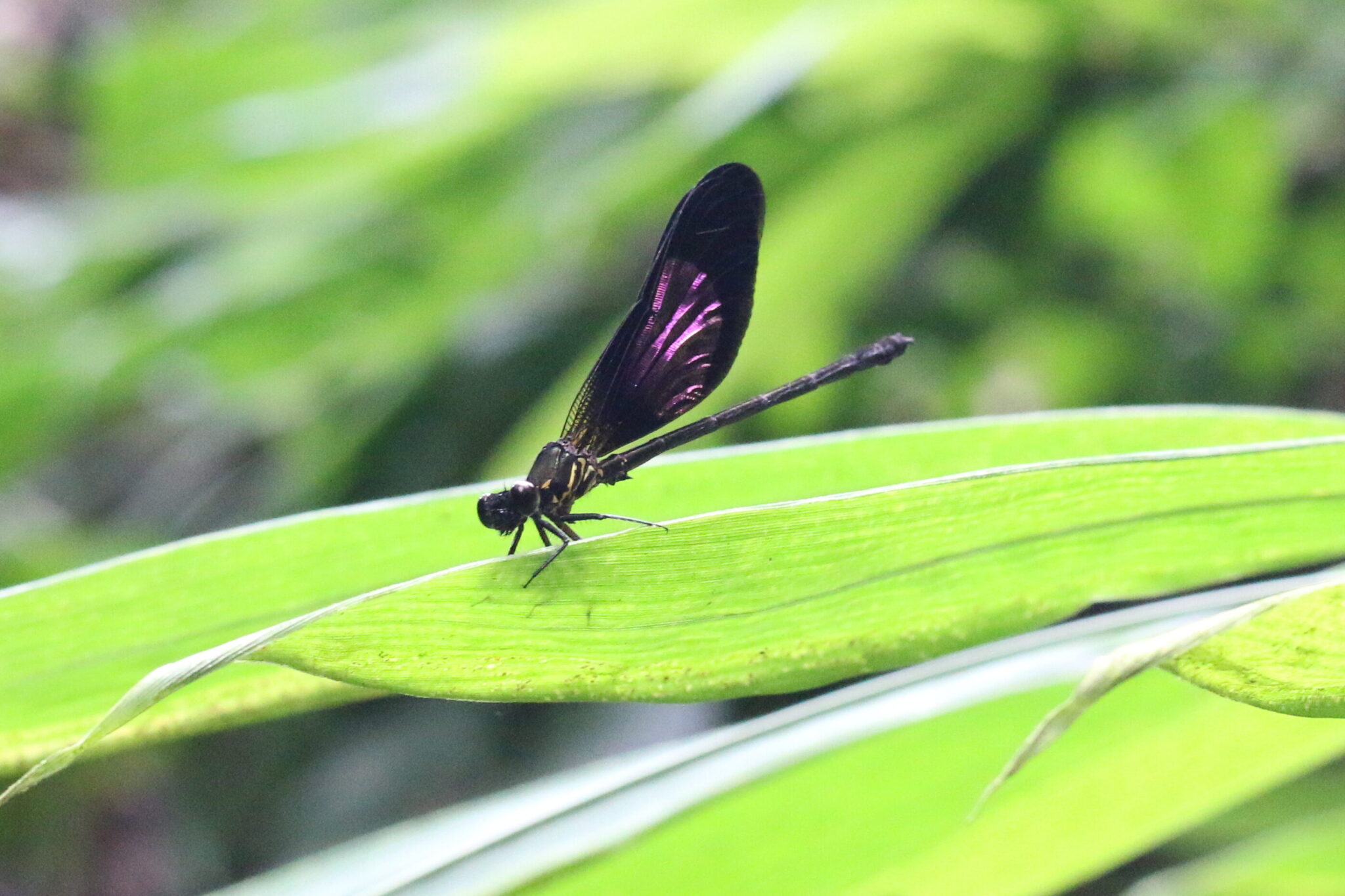 Euphaea variegata - Data Hub - Indonesia Tropical Species Database