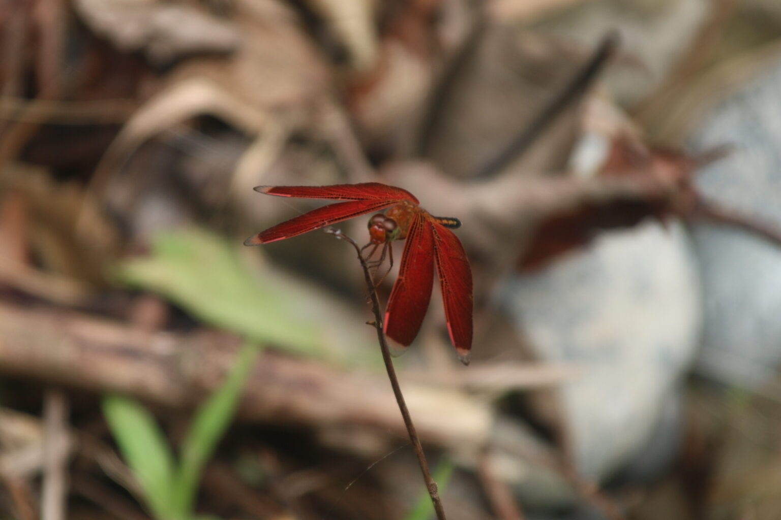 Neurothemis terminata - Data Hub - Indonesia Tropical Species Database